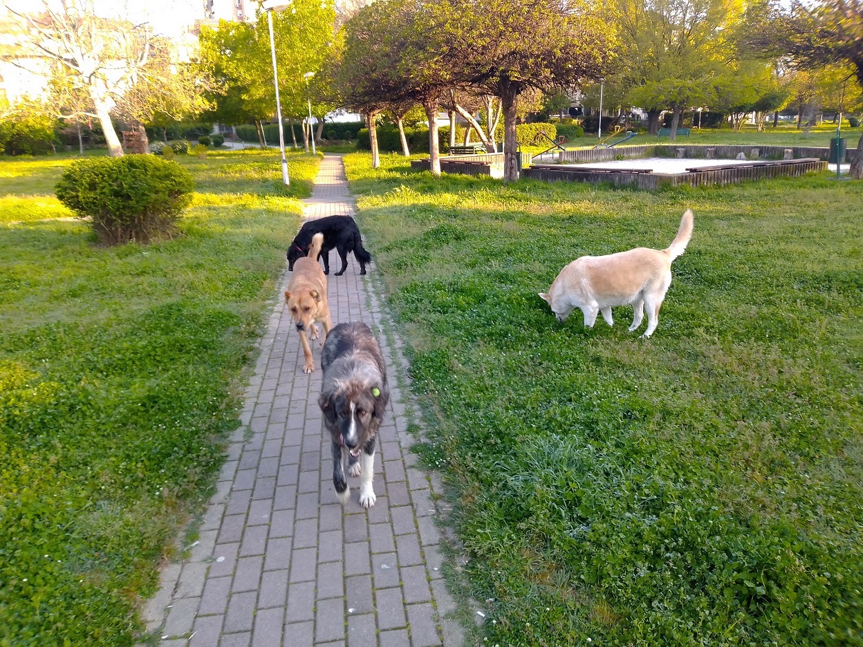 Дете и двајца повозрасни мажи искасани од улични кучиња - МКД.МК